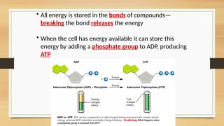 photosynthesis cell resp _ plants (2).pptx