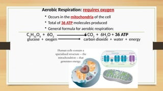 photosynthesis cell resp _ plants (2).pptx