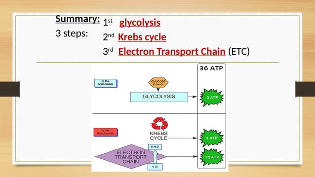 photosynthesis cell resp _ plants (2).pptx