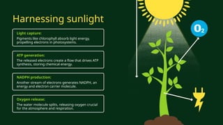 photosynthesis & cellular respiration.pptx
