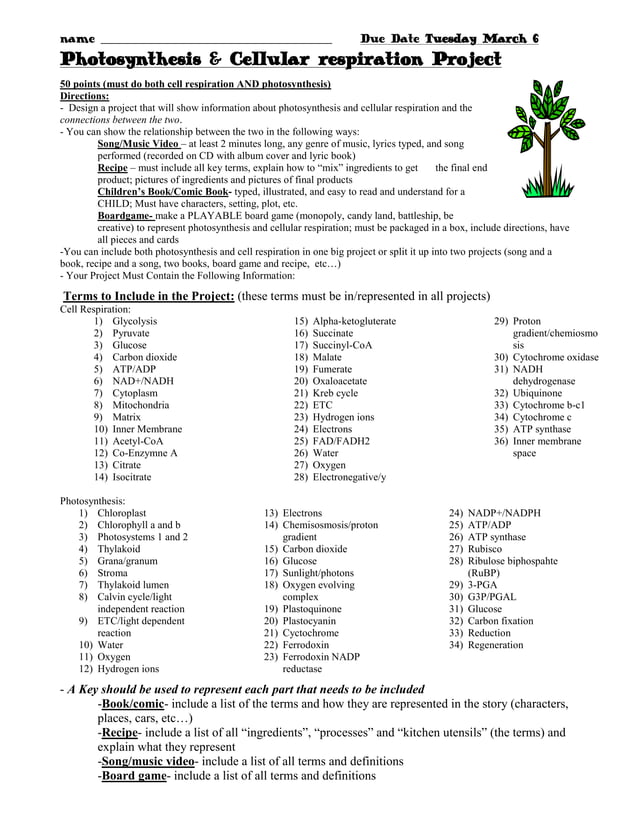 Photosynthesis cellular respiration poster project grading sheet | PDF