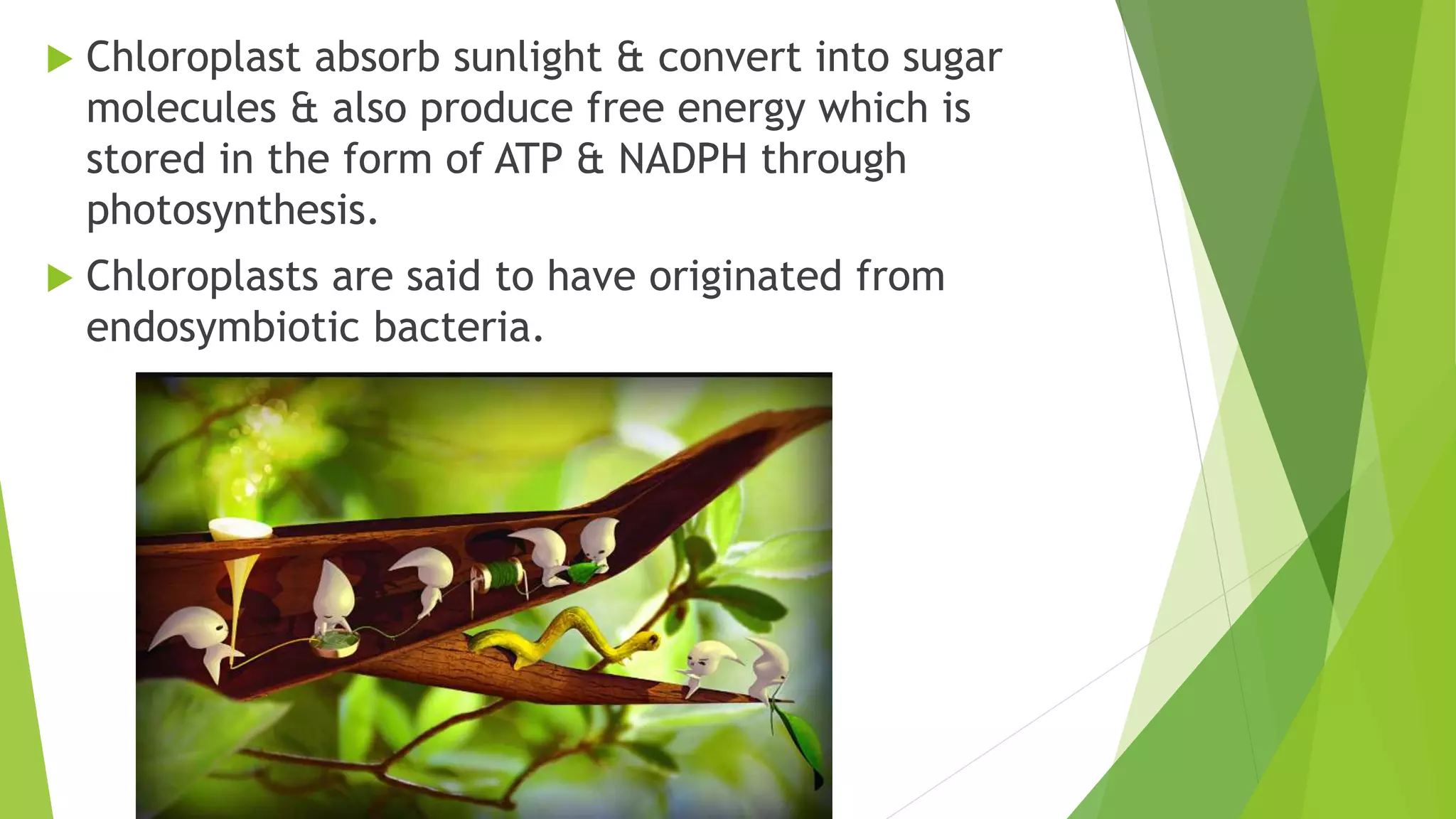 Photosynthesis & chloroplast | PPTX