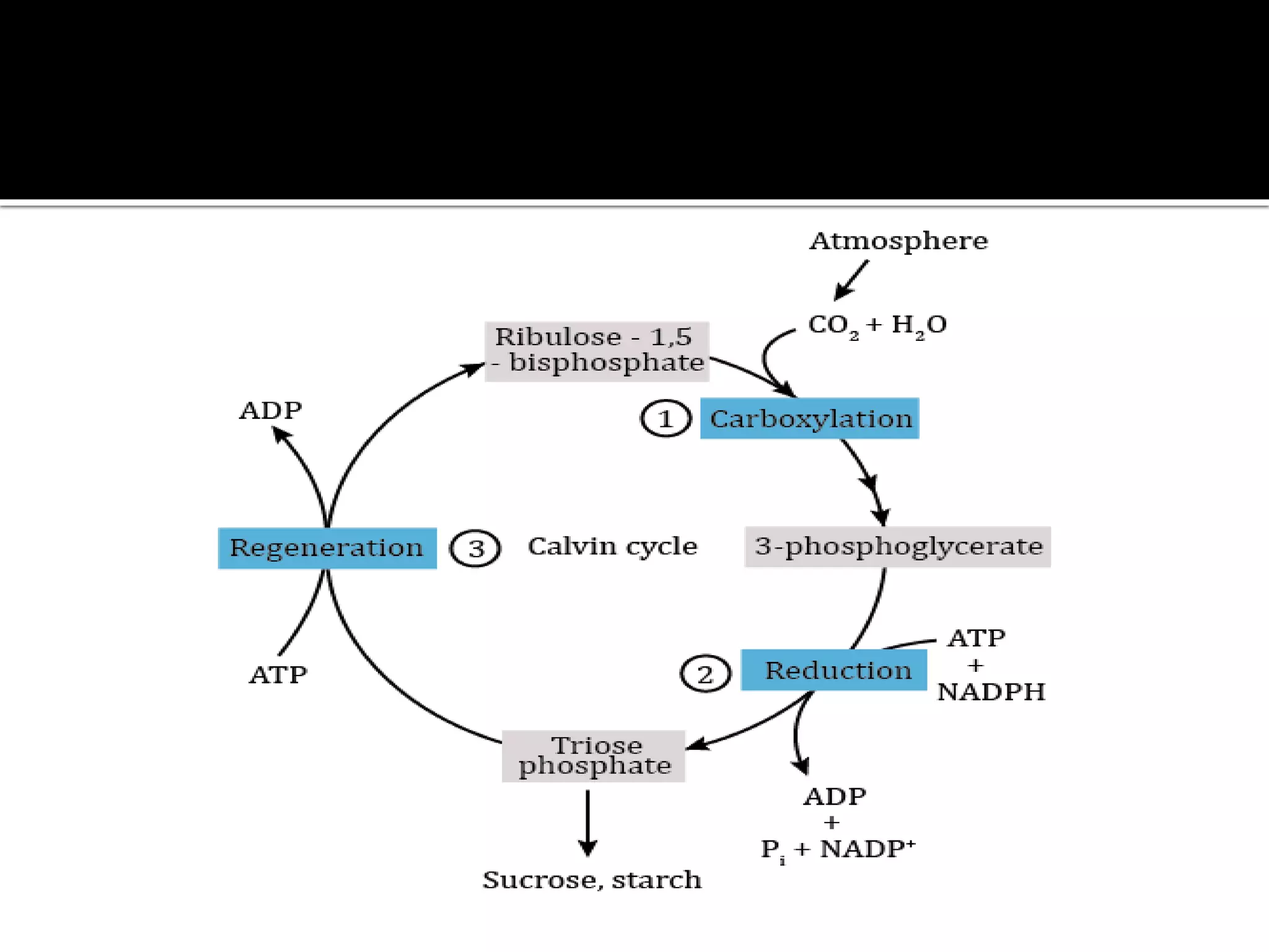 Photosynthesis class 10.pptx