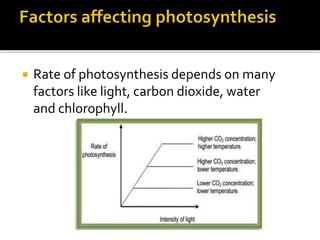 Photosynthesis class 10.pptx