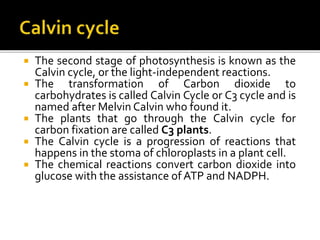 Photosynthesis class 10.pptx