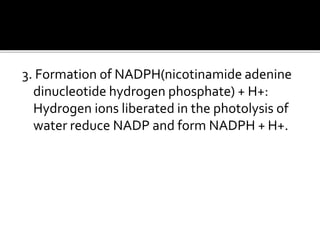 Photosynthesis class 10.pptx