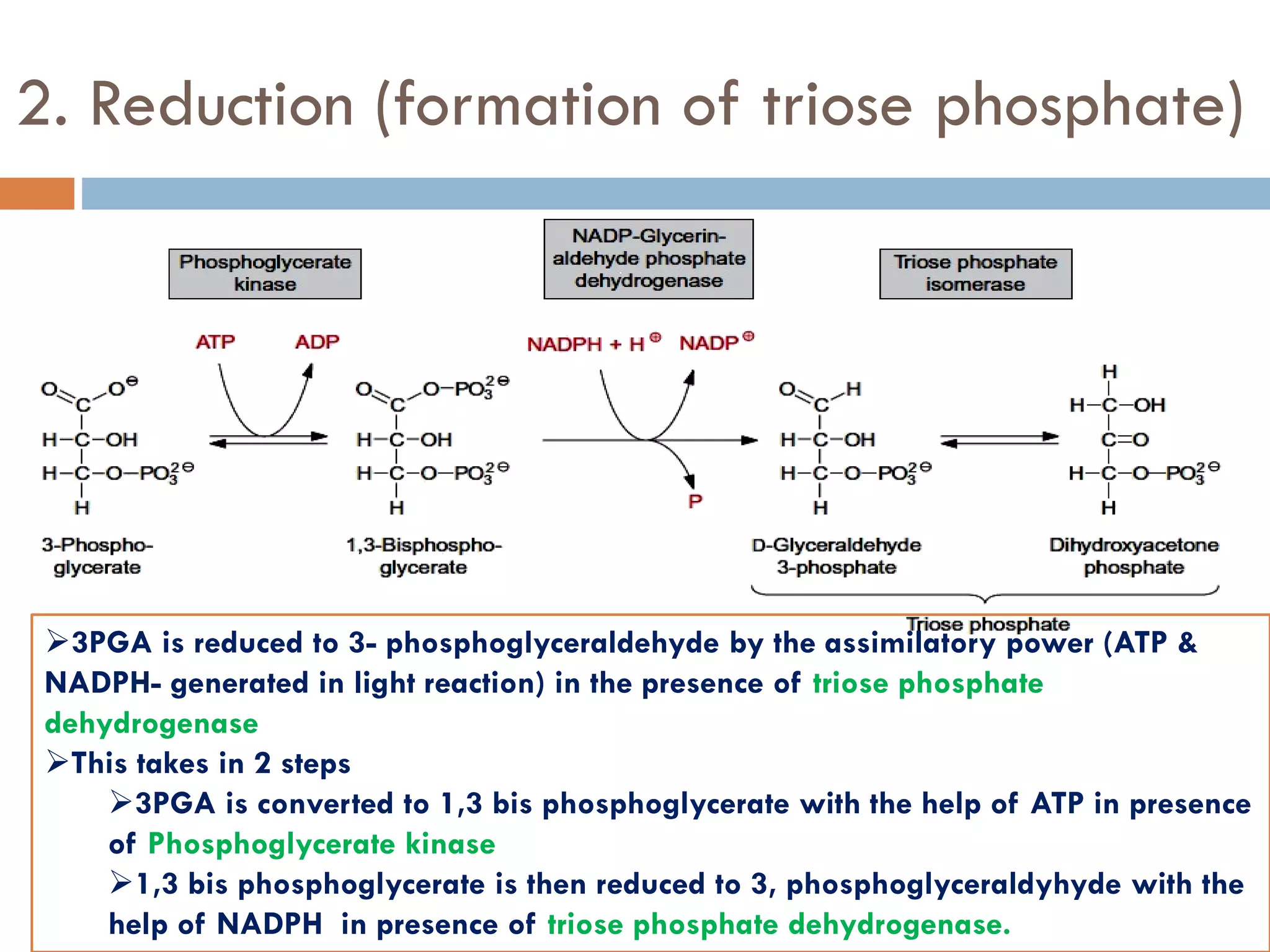 Photosynthesis (dark reaction) | PDF