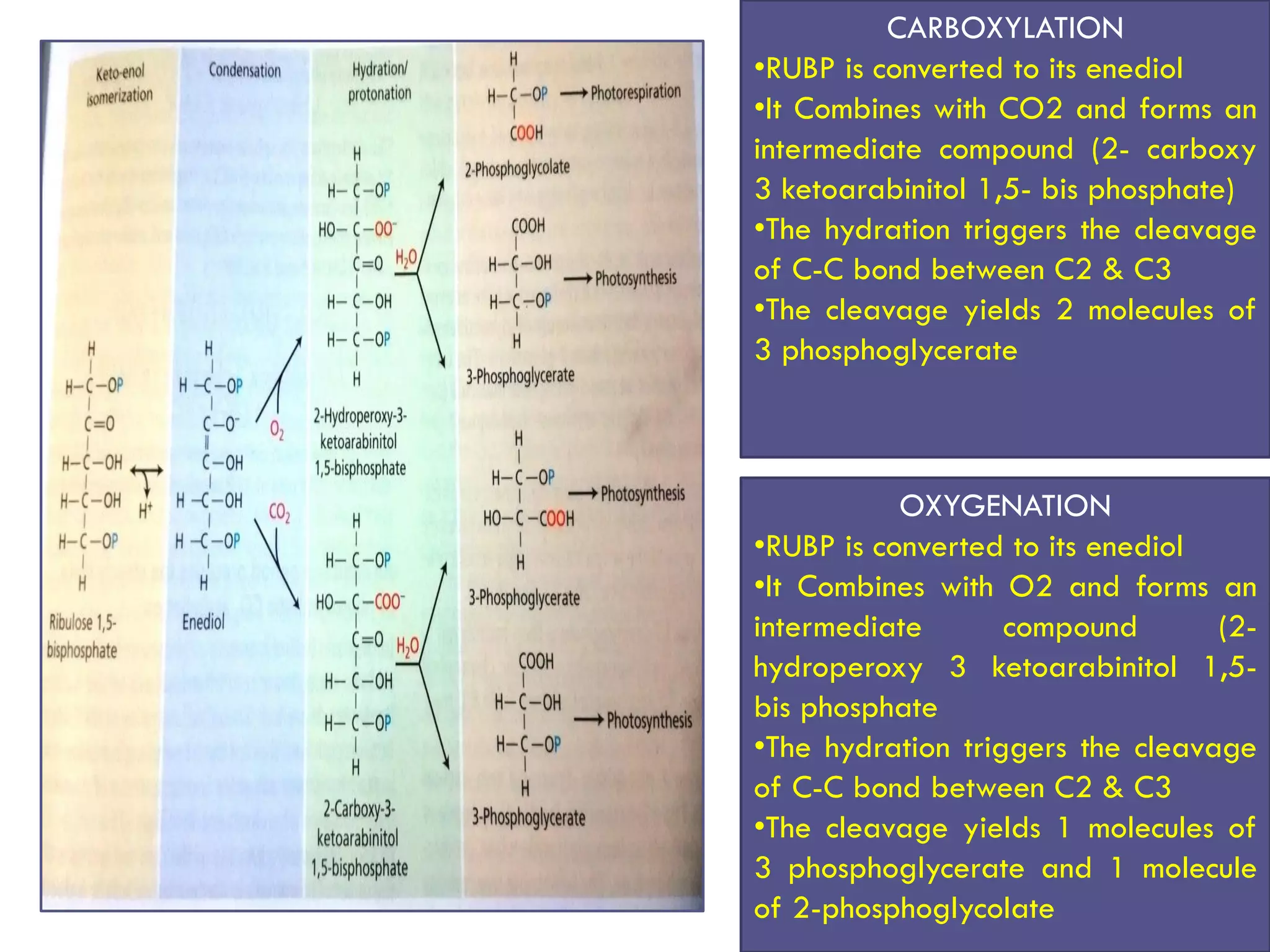 Photosynthesis (dark reaction) | PDF