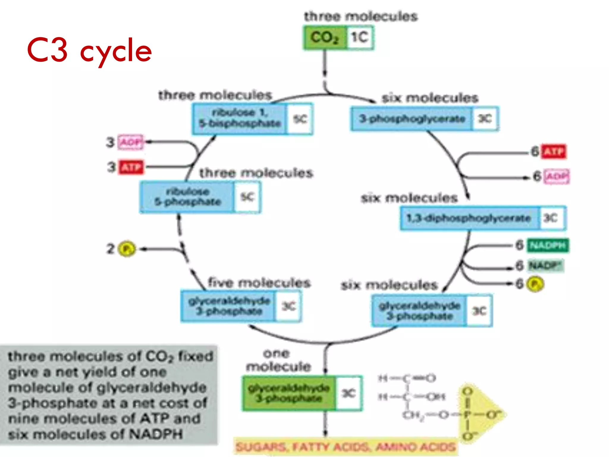 Photosynthesis (dark reaction) | PDF