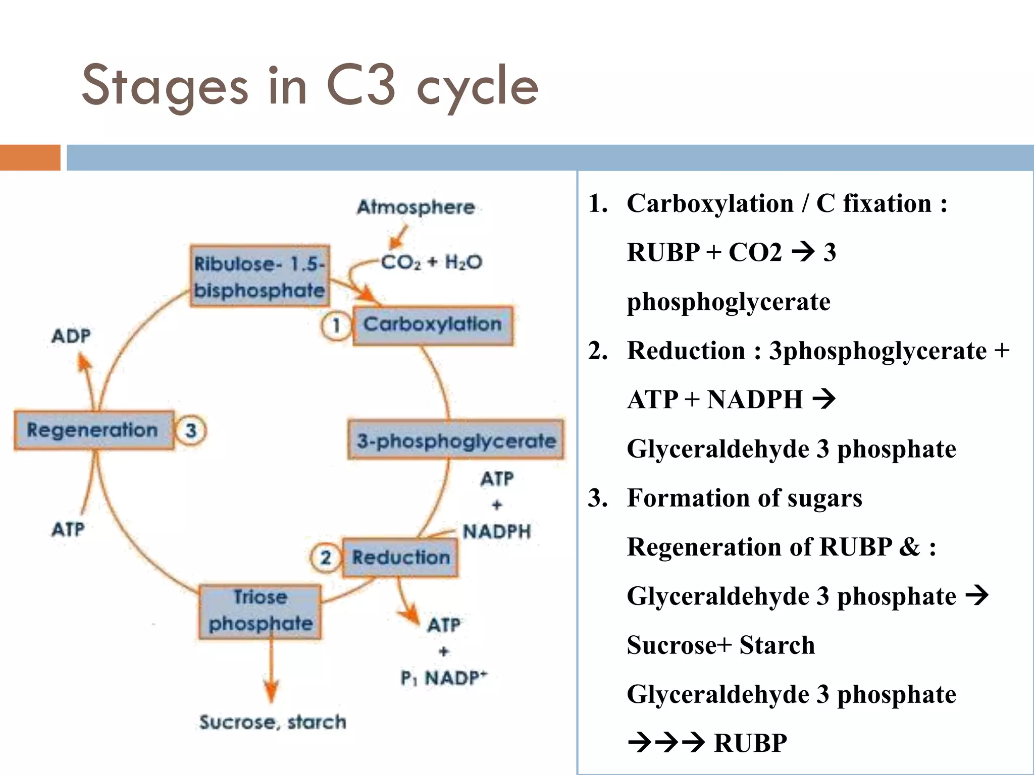 Photosynthesis (dark reaction) | PDF