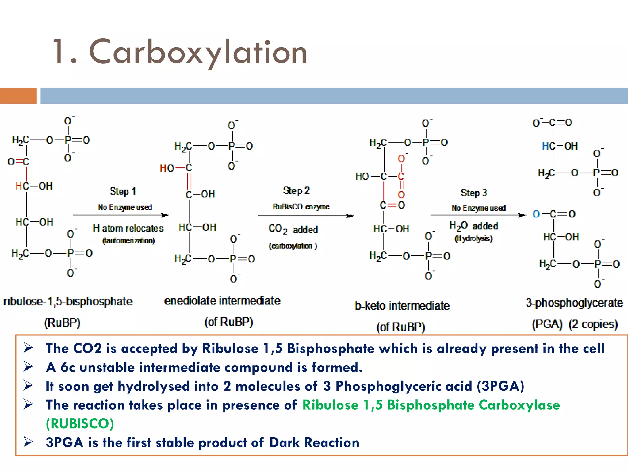 Photosynthesis (dark reaction) | PDF