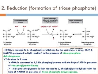 Photosynthesis (dark reaction) | PDF