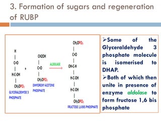 Photosynthesis (dark reaction) | PDF
