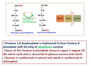 Photosynthesis (dark reaction) | PDF