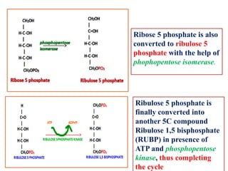 Photosynthesis (dark reaction) | PDF