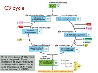 Photosynthesis (dark reaction) | PDF