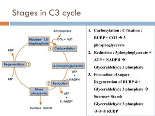 Photosynthesis (dark reaction) | PDF