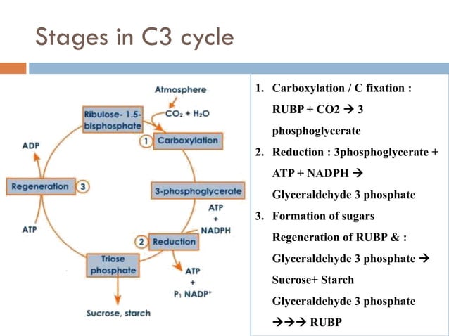 Photosynthesis (dark reaction) | PDF