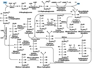 Photosynthesis (dark reaction) | PDF