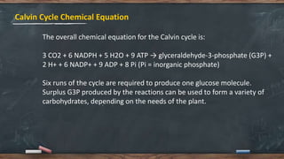 Photosynthesis dark reaction | PPTX