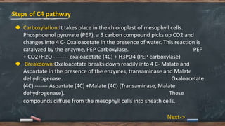 Photosynthesis dark reaction | PPTX