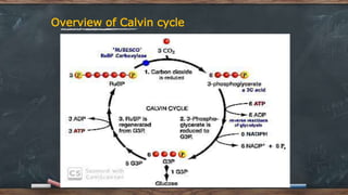 Photosynthesis dark reaction | PPTX