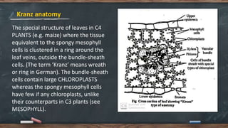 Photosynthesis dark reaction | PPTX