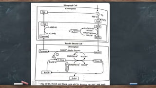 Photosynthesis dark reaction | PPTX