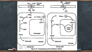 Photosynthesis dark reaction | PPTX