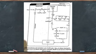 Photosynthesis dark reaction | PPTX