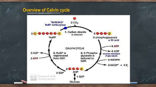 Photosynthesis dark reaction | PPTX