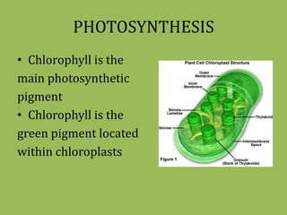 Where Is Chlorophyll Located