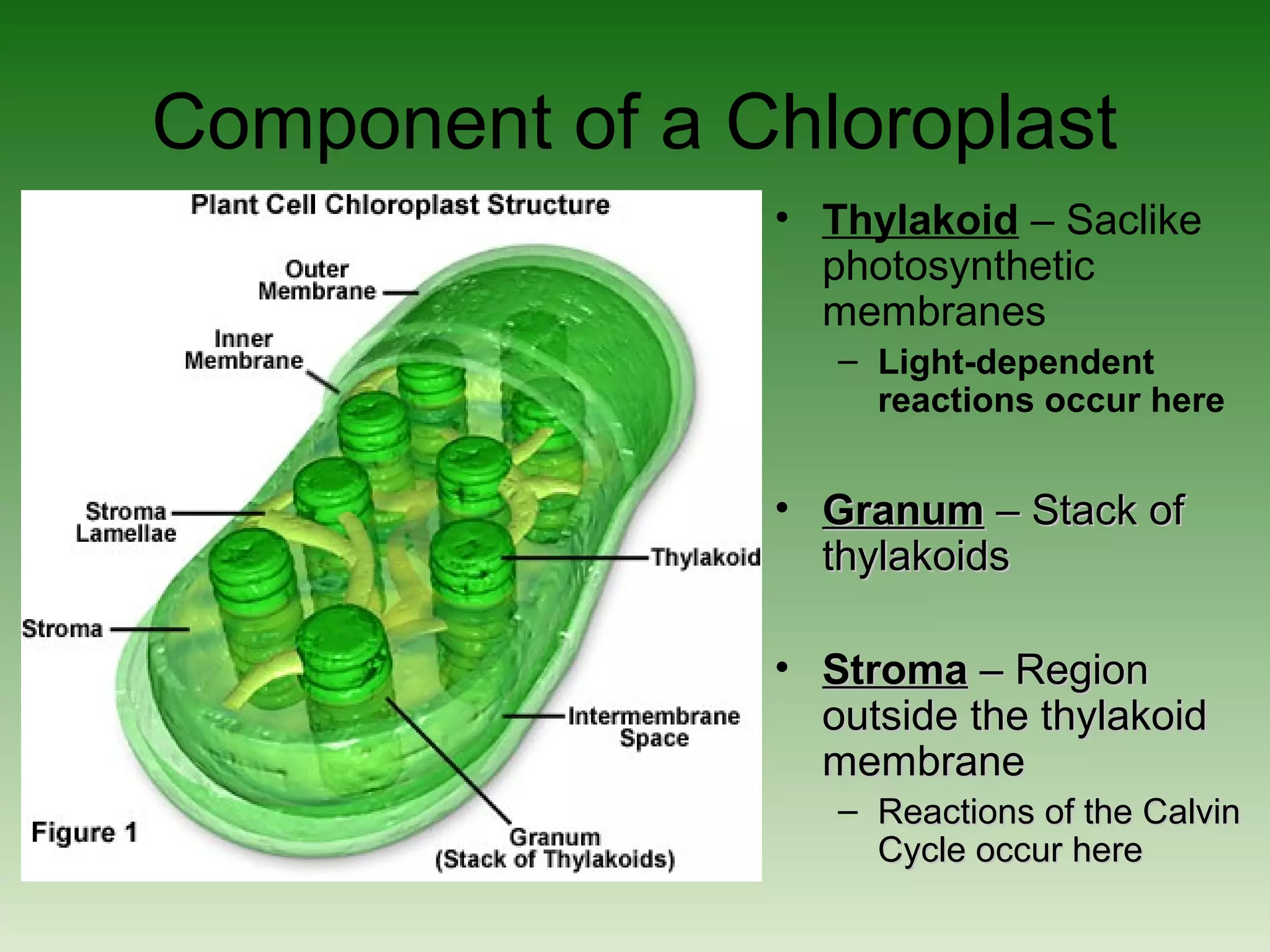 Photosynthesis equation honors | PPT