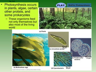 Photosynthesis equation honors | PPT