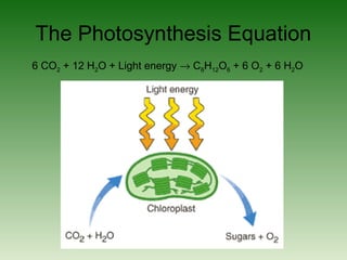 Photosynthesis equation honors | PPT