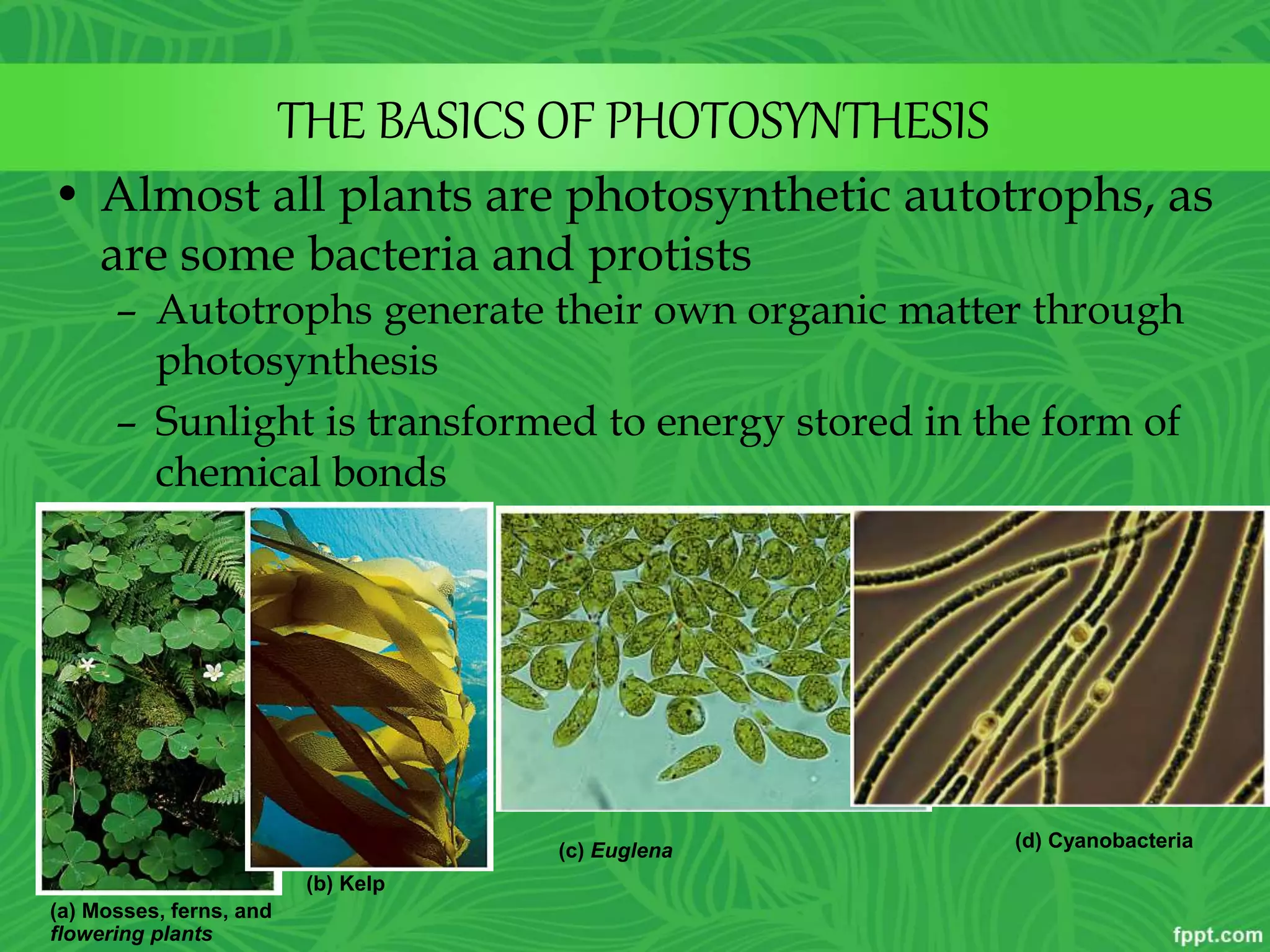 Photosynthesis for UG students | PPTX | Chemistry | Science