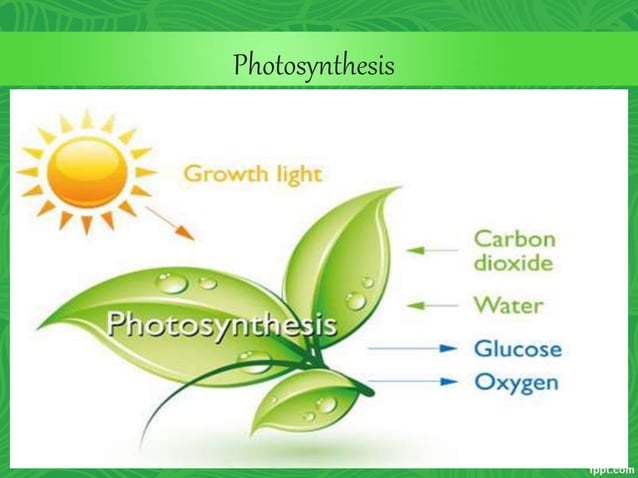 Photosynthesis for UG students | PPT