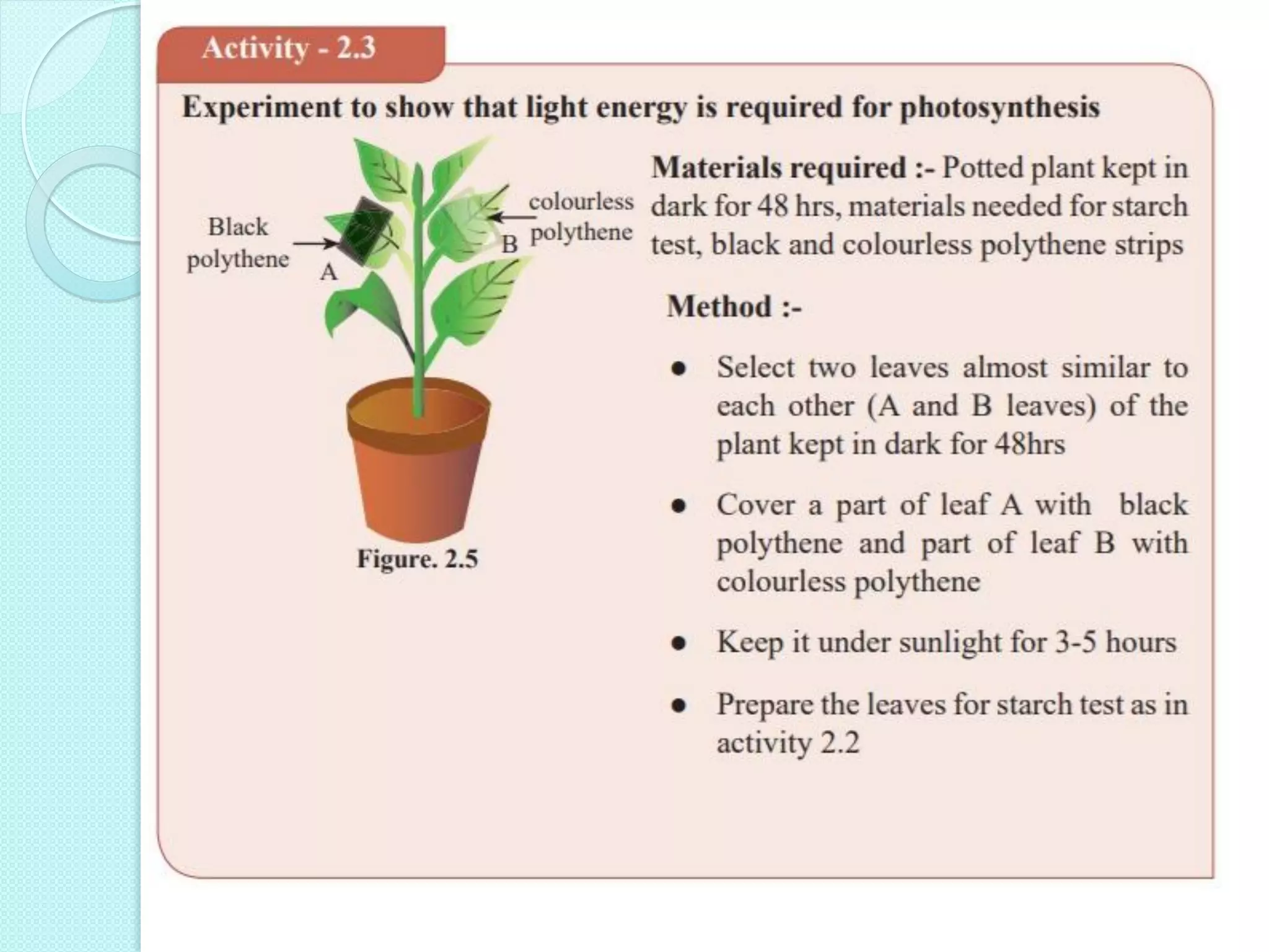 Photosynthesis by Ms.Wong GCE O/L Gr10 | PDF