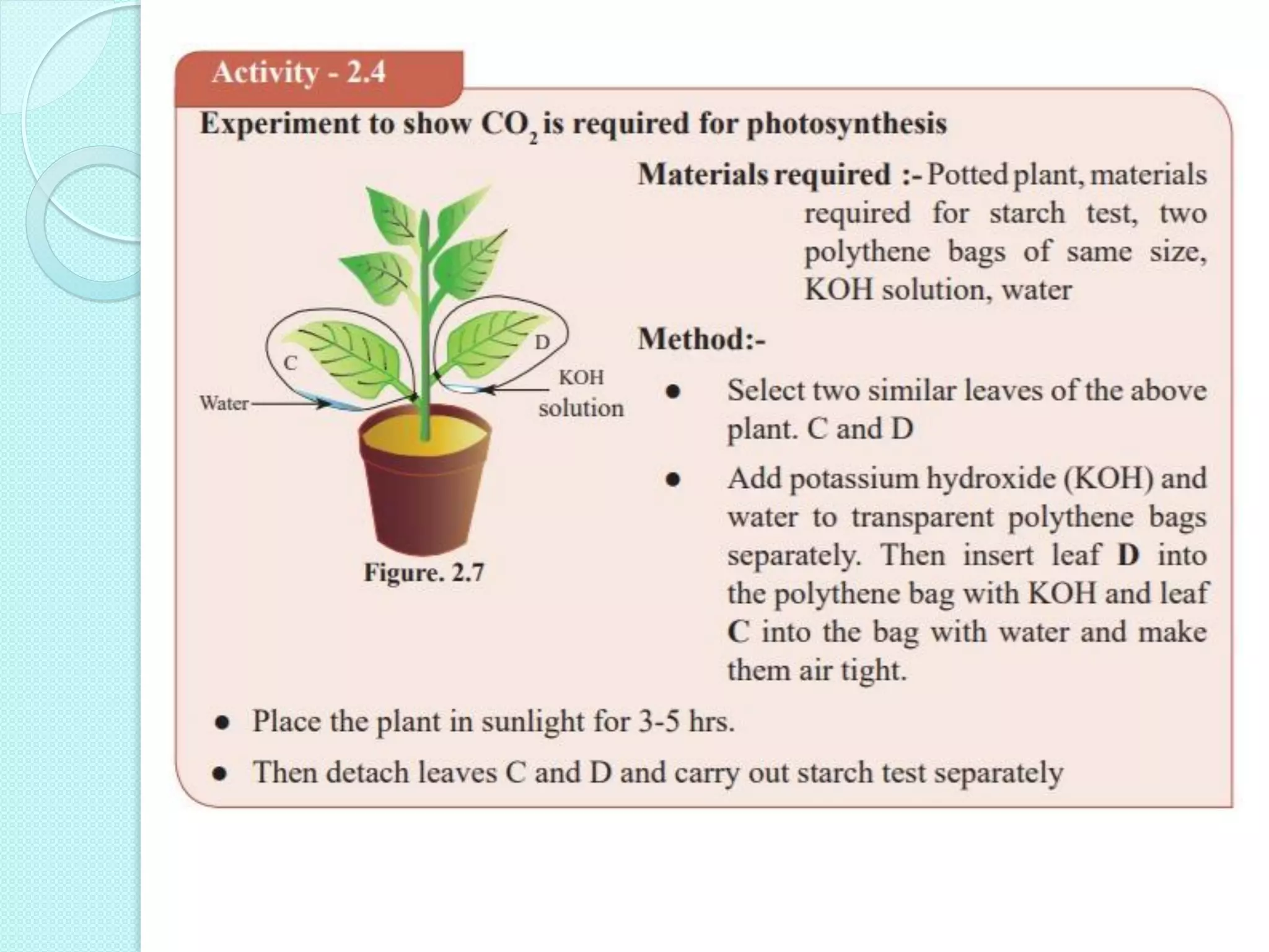 Photosynthesis by Ms.Wong GCE O/L Gr10 | PDF