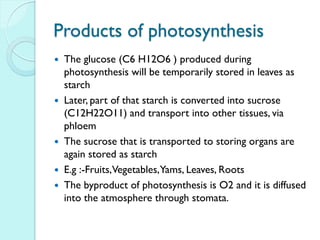 Photosynthesis by Ms.Wong GCE O/L Gr10 | PDF