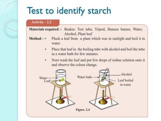Photosynthesis by Ms.Wong GCE O/L Gr10 | PDF
