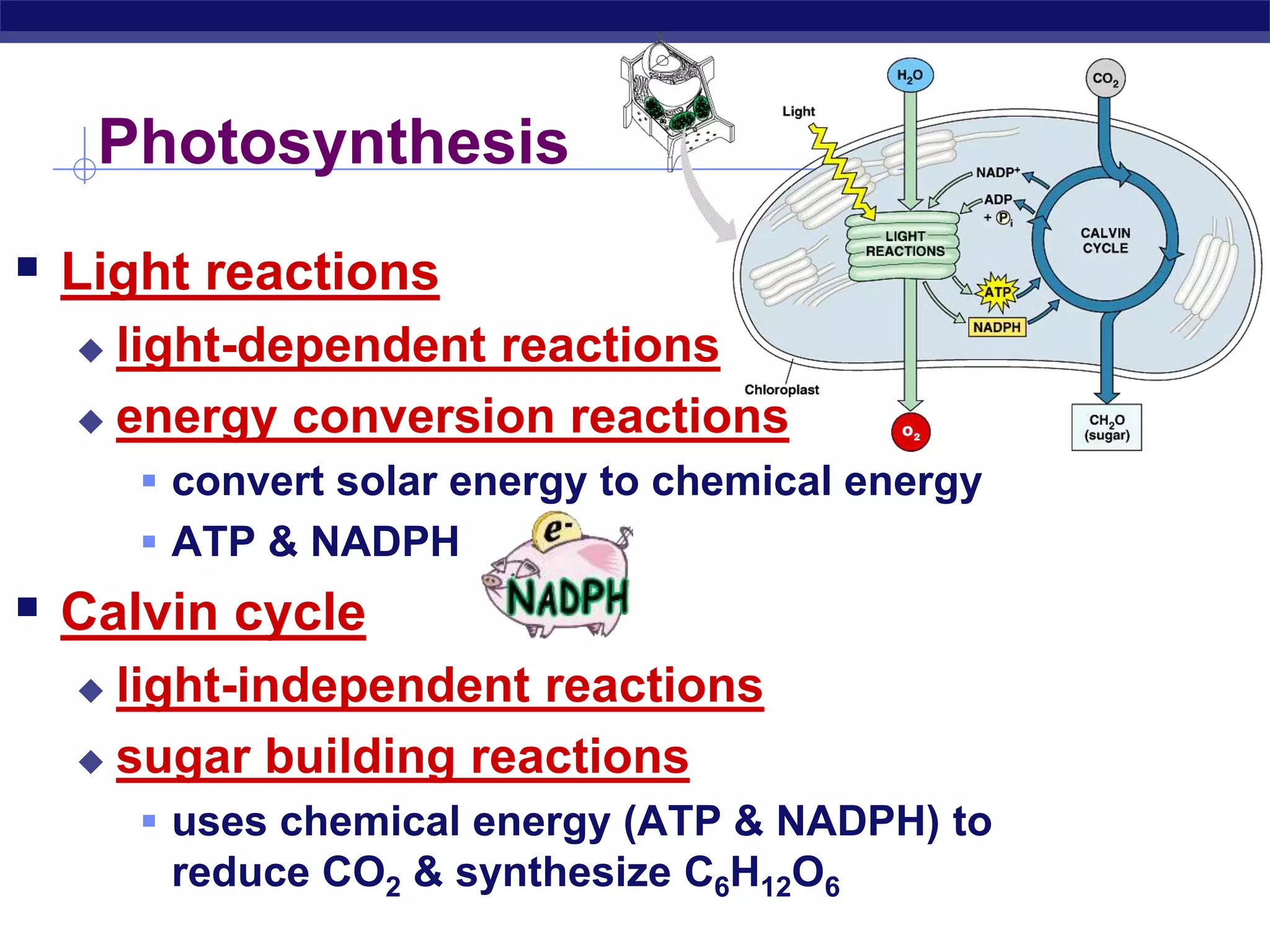 photosynthesis honors 14.ppt