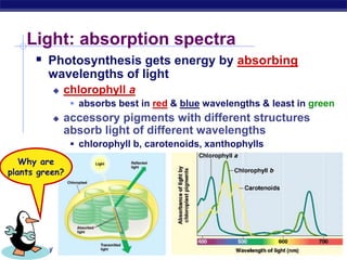 photosynthesis honors 14.ppt