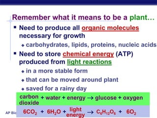 photosynthesis honors 14.ppt