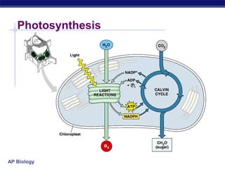 photosynthesis honors 14.ppt