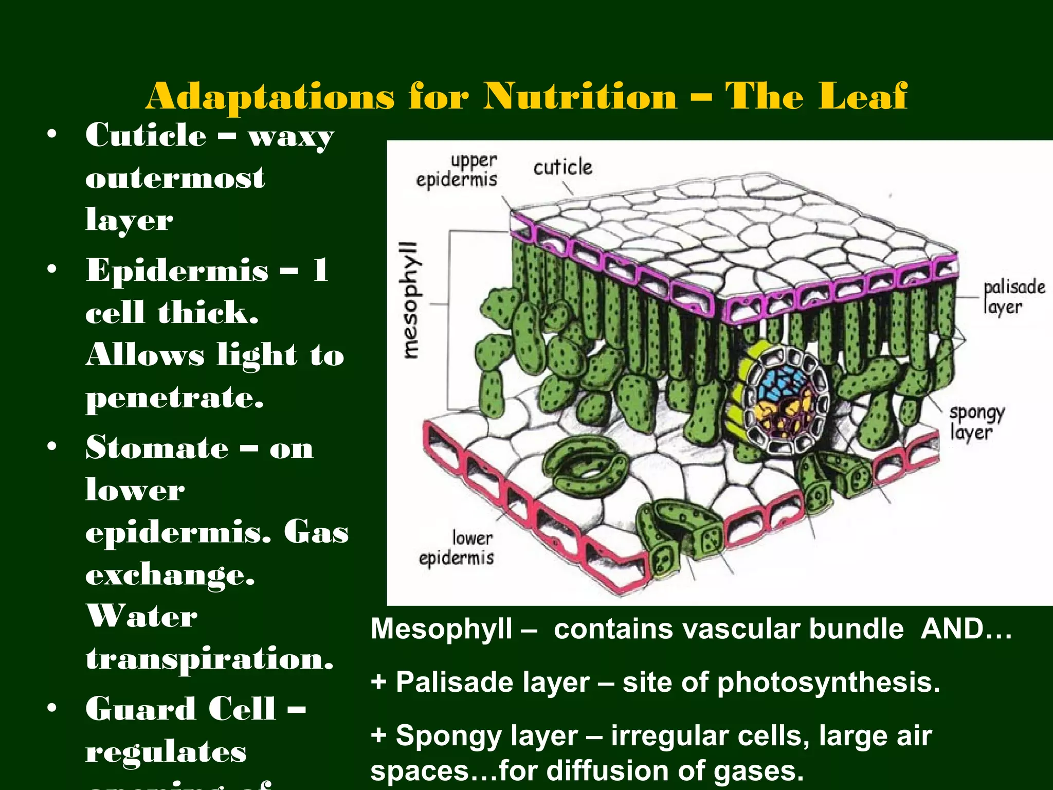 Photosynthesis honors master | PPT | Gardening | Home & Garden