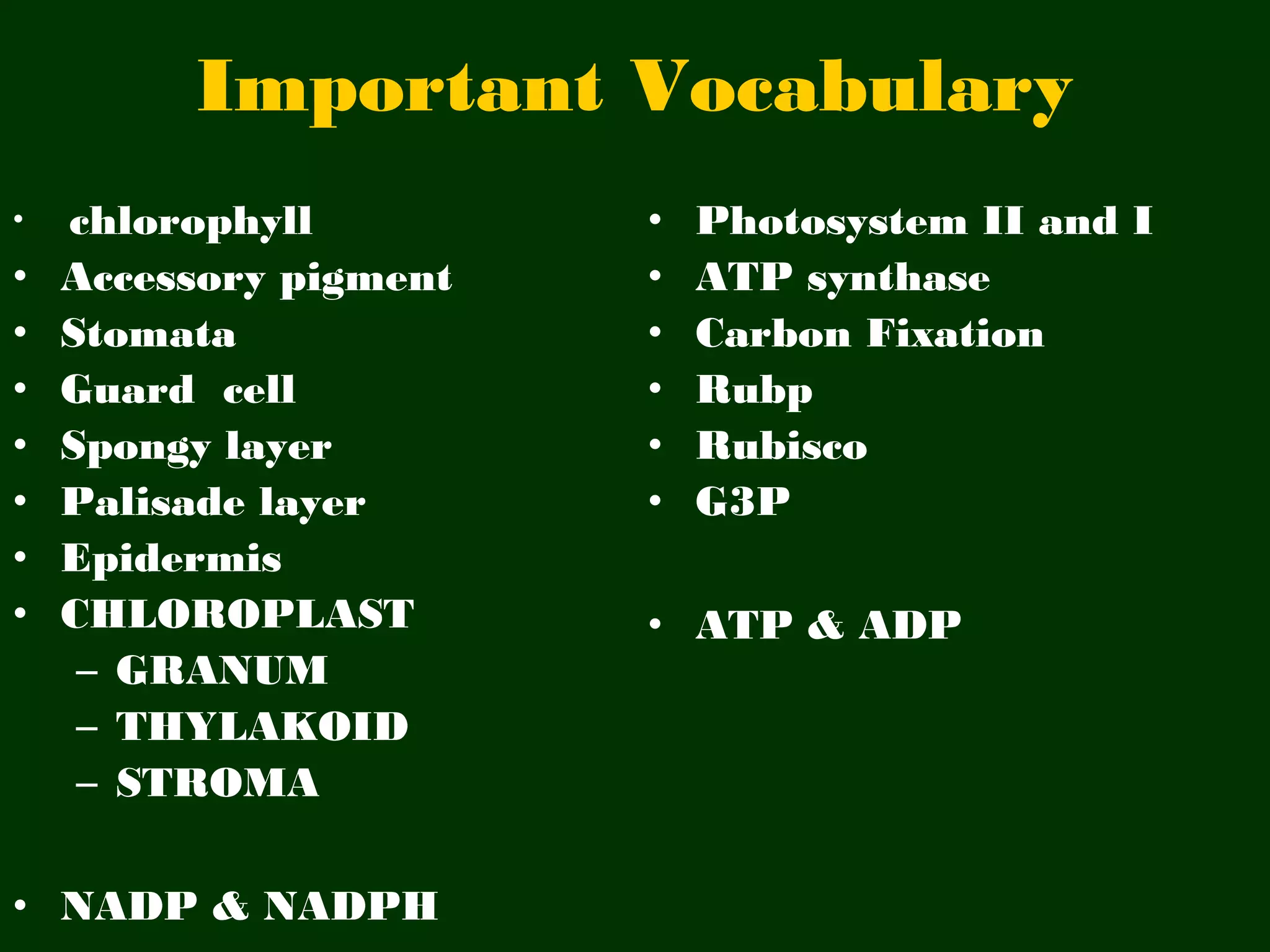 Photosynthesis honors master | PPT | Gardening | Home & Garden