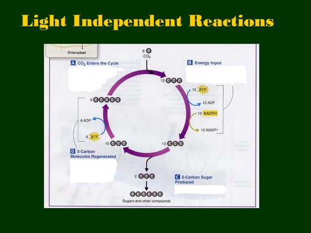Photosynthesis honors master | PPT