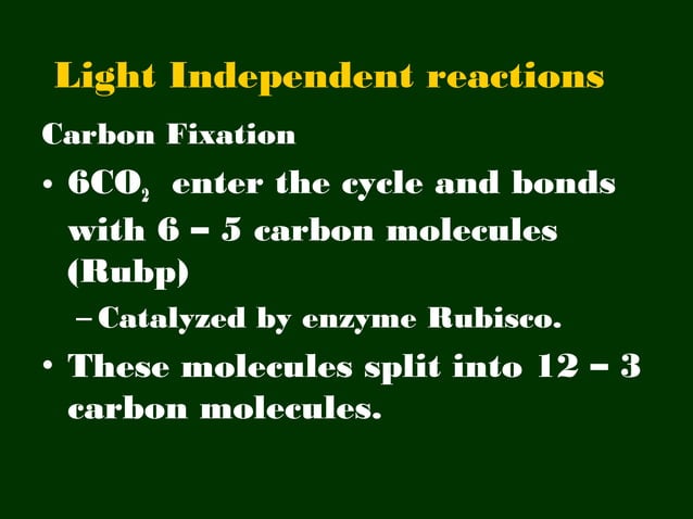 Photosynthesis honors master | PPT