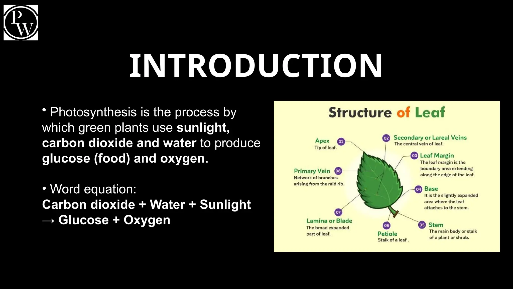 Photosynthesis – How Plants Make Their Food.pptx